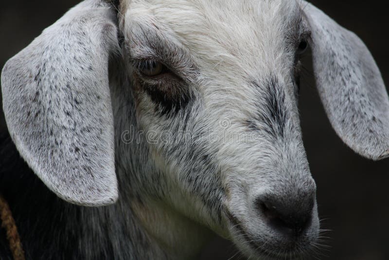 A beautiful goat. stock photo. Image of cattle, bovine - 201228374