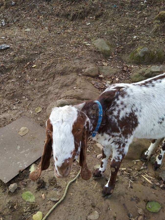 A beautiful goat. stock image. Image of goat, mammal - 204351323
