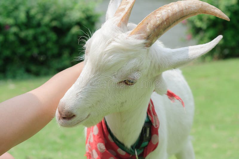 Beautiful goat stock photo. Image of nature, white, hand - 32830026