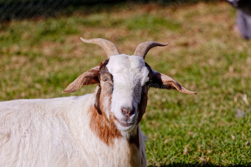 Beautiful Goat on the Green Field Stock Photo - Image of grazing, green ...
