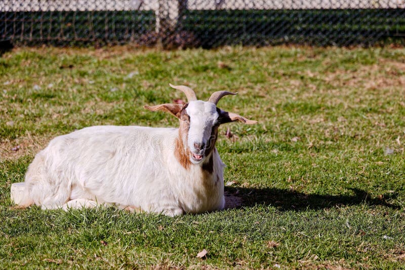 Beautiful Goat on the Green Field Stock Image - Image of outdoor ...
