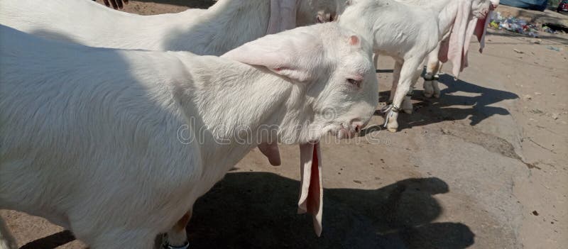 Beautiful Goat stock photo. Image of pakistan, goat - 240826882
