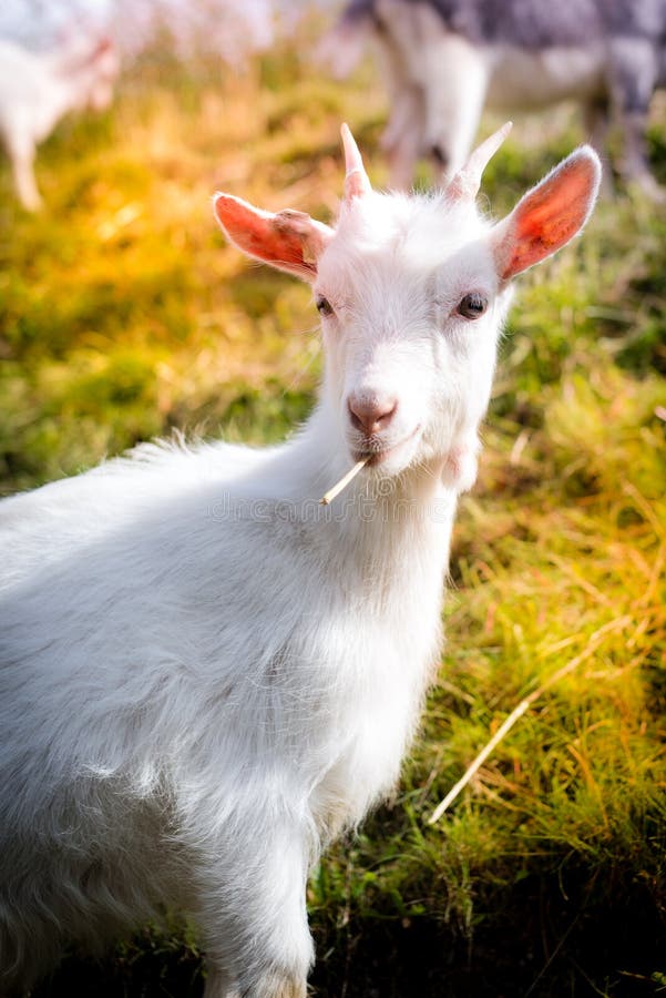 This is a Beautiful Goat Baby Stock Photo - Image of india, asia: 161563758