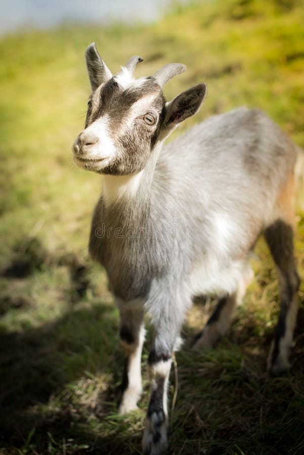 Beautiful Goat with Horns in the Farm Stock Photo - Image of ...