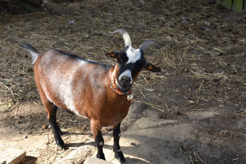 Beautiful Goat in Nature Looking at a Camera Stock Image - Image of ...
