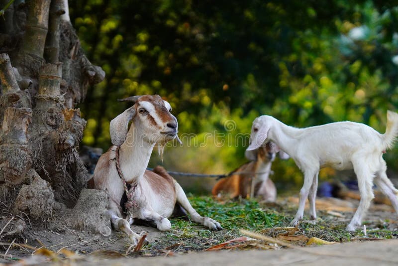 Beautiful Goats Image in Village Stock Photo - Image of cattle, farm ...