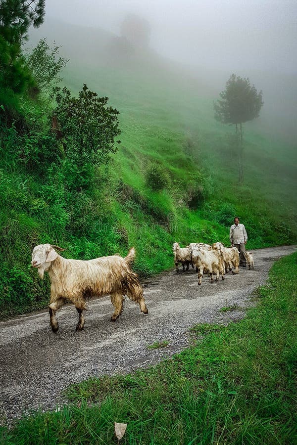Goats Walking Along a Street in Turkey Editorial Photo - Image of road ...