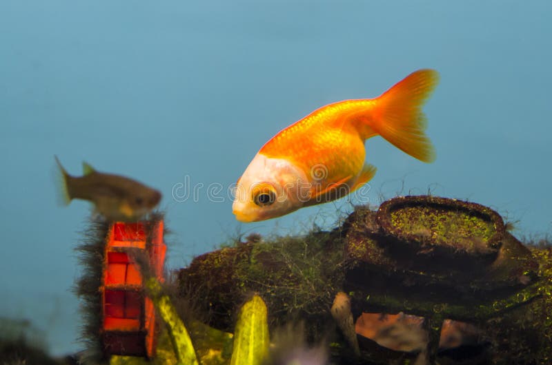 Beautiful gold fish stock photo. Image of nature, close - 43301850