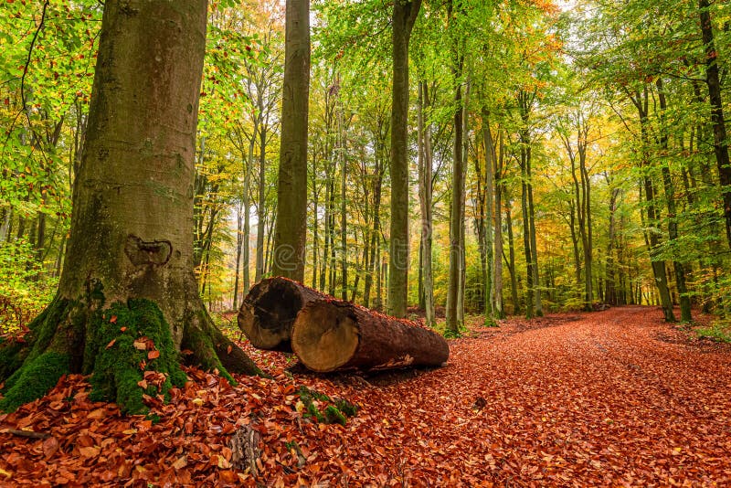 Beautiful Gold Path in Green Forest, Poland Stock Photo - Image of ...