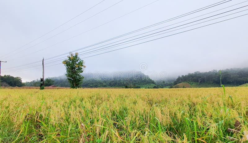 Beautiful Gold Rice Field, Rice Terrace Stock Image - Image of farming ...