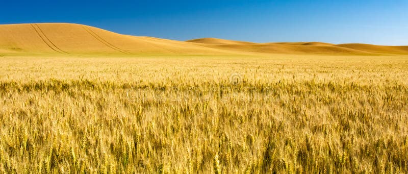 Beautiful Gold Wheat Fields Ready for Harvest in America Stock Photo ...