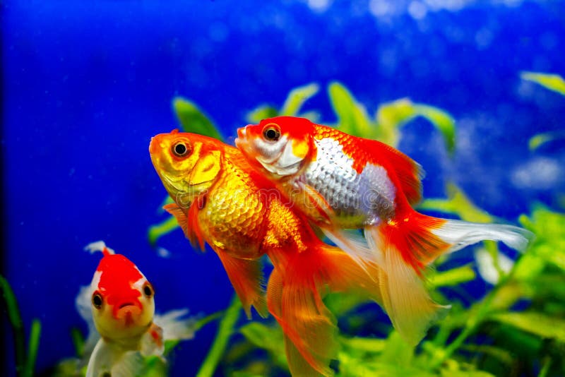 Beautiful Golden Aquarium Fish Stock Image - Image of indoors, group ...