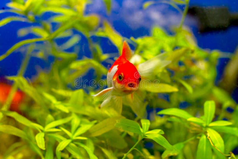 Beautiful Golden Aquarium Fish Stock Image - Image of green, goldfish ...
