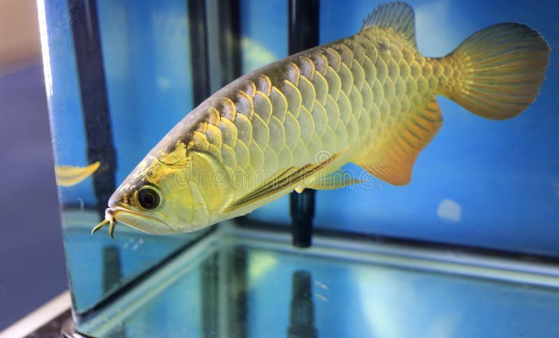 Beautiful golden arowana stock photo. Image of prehistoric - 35121020