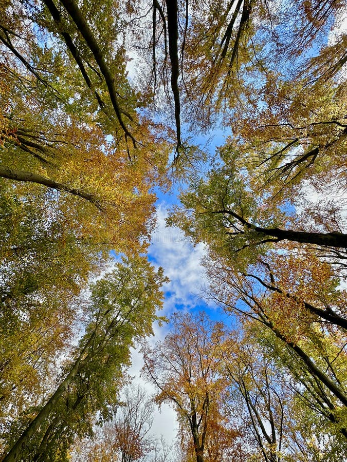 Beautiful Golden Autumn Beech Trees Stock Image - Image of environment ...