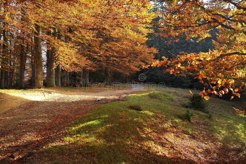 Beautiful Golden Autumn Landscape Stock Photo - Image of gold, abstract ...