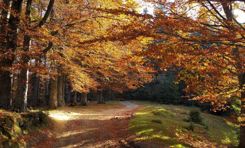 Beautiful Golden Autumn Landscape Stock Photo - Image of forest, beauty ...