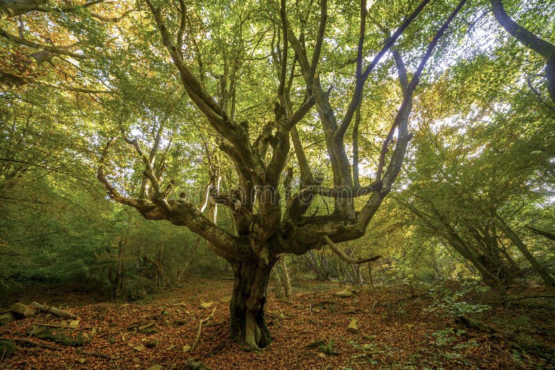 Beautiful Golden Autumn Landscape Stock Photo - Image of forest ...