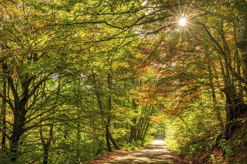 Beautiful Golden Autumn Landscape Stock Photo - Image of bush, lush ...
