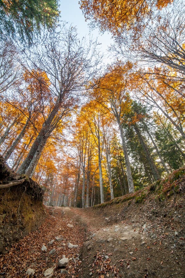 Beautiful Golden Autumn Landscape Stock Photo - Image of nature, life ...