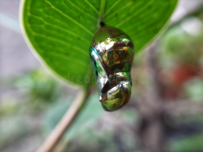 A Beautiful Golden Butterfly Cocoon Stock Image - Image of branch ...