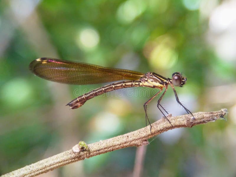 Beautiful Golden Butterfly Perch on Twig Stock Image - Image of ...