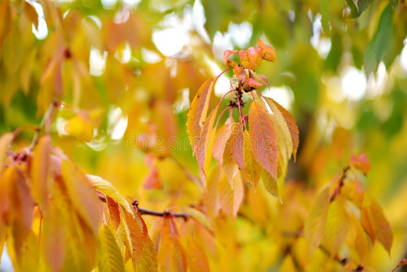 Beautiful Golden Cherry Leaves on a Tree Branch on Autumn Day Stock ...
