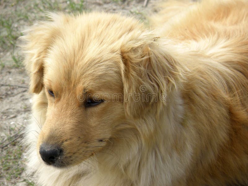 Beautiful Golden dog face stock image. Image of grass - 122694773