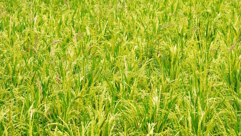 Beautiful Golden Color at the Rice Field Stock Image - Image of meadow ...