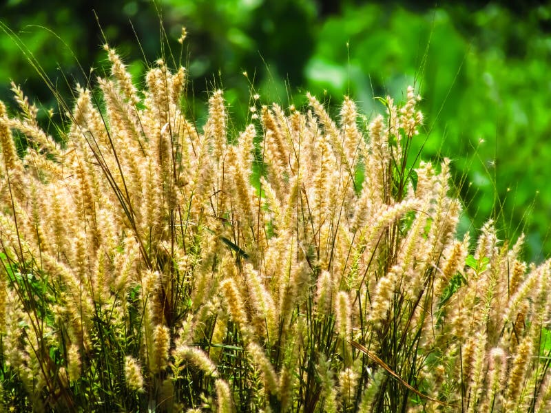 Beautiful Golden Colour Grass Seeds Stock Photo - Image of beautiful ...