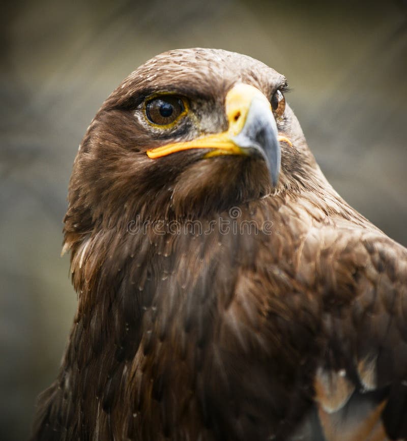 Beautiful Golden Eagle Portrait Stock Photo - Image of animal, predator ...