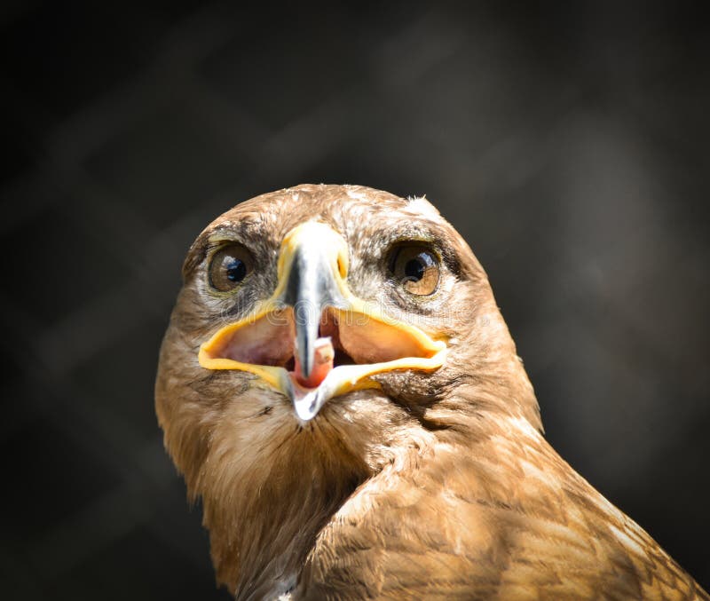 Beautiful Golden Eagle Portrait Stock Image - Image of feather, close ...