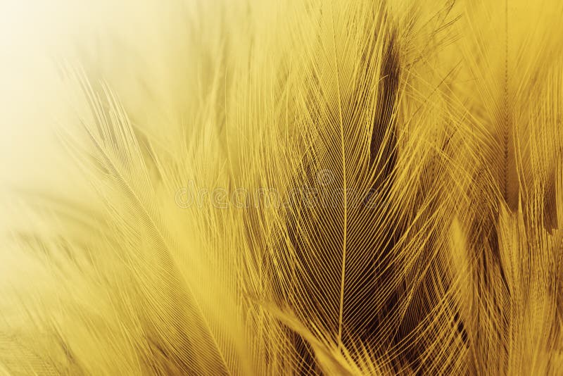 Beautiful Golden Feathers Texture Vintage Background. Stock Image ...