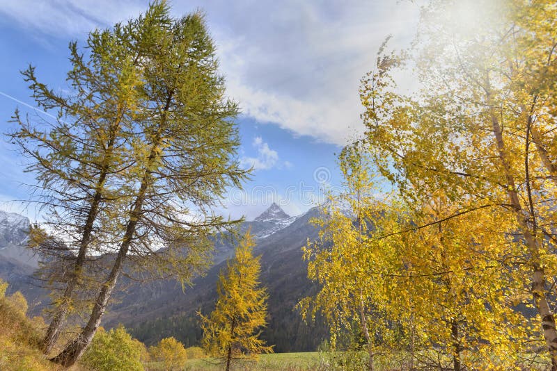 Golden Foliage of Trees in Alpine Mountain Stock Photo - Image of ...