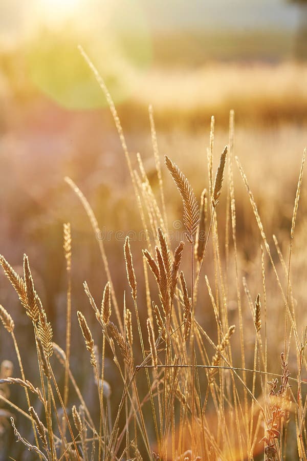 Beautiful Golden Grass Field at Sunset Stock Image - Image of green ...
