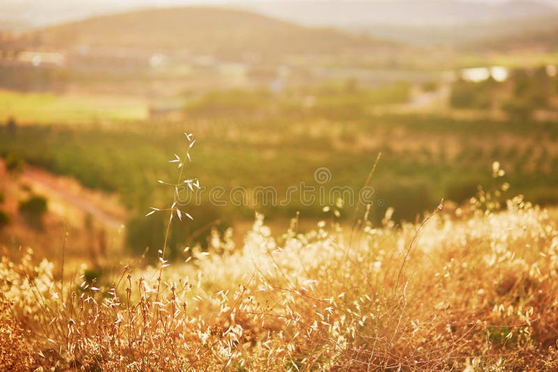Beautiful Golden Grass Field at Sunset Stock Image - Image of ...
