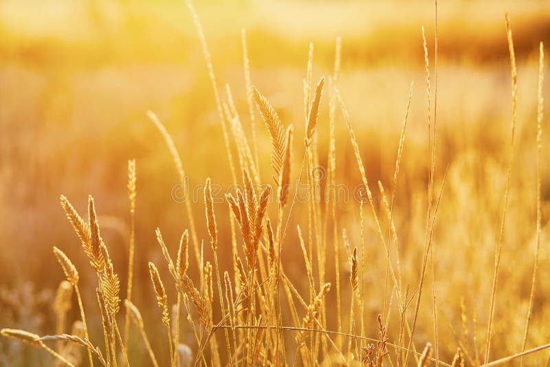 Beautiful Golden Grass Field at Sunset Stock Photo - Image of grass ...
