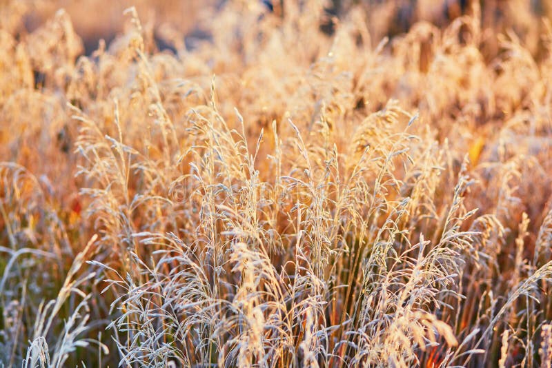 Beautiful Golden Grass Field at Sunset Stock Image - Image of colorful ...