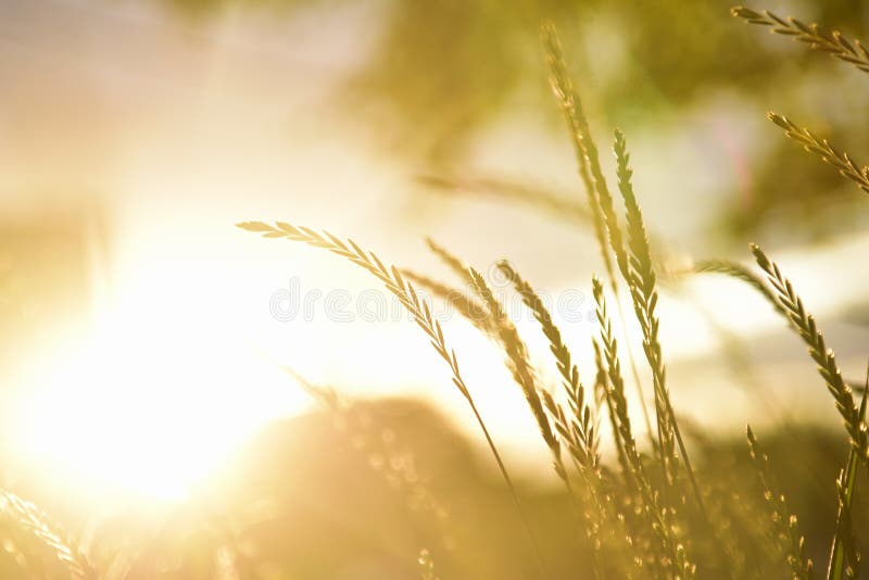 Beautiful Golden Grass Field at Sunset. Selective Focus. Rural Scene ...