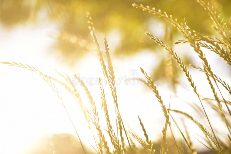 Beautiful Golden Grass Field at Sunset. Selective Focus. Rural Scene ...