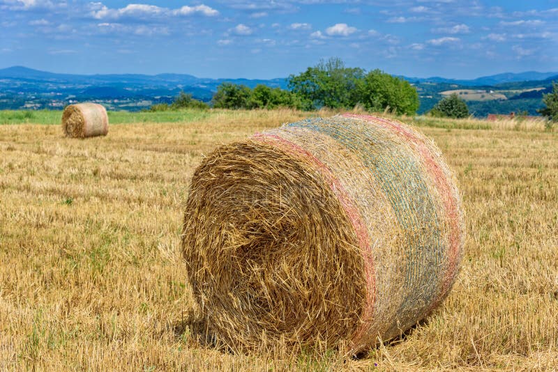 Beautiful Golden Hay Bales on the Field Stock Photo - Image of organic ...