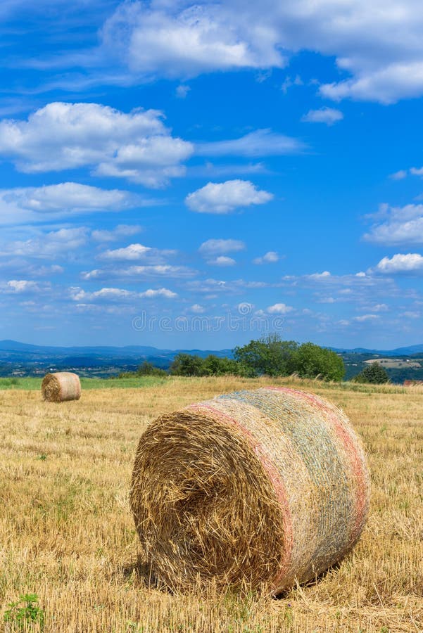 Beautiful Golden Hay Bales on the Field Stock Photo - Image of grass ...