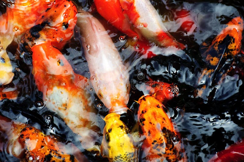 Beautiful golden koi fish stock photo. Image of color - 27083866