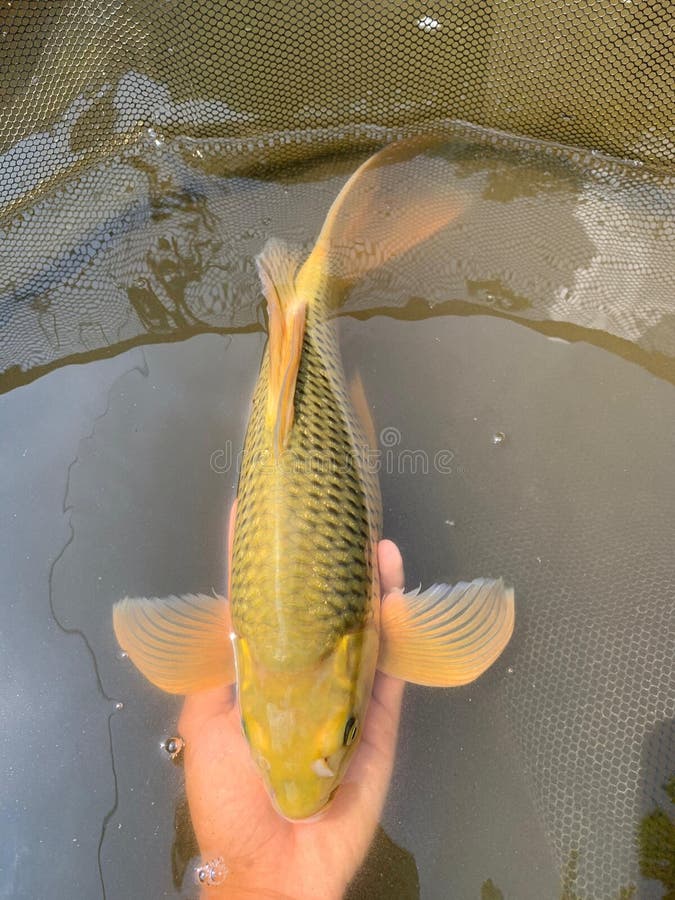 Beautiful golden koi fish stock photo. Image of yellow - 329193636