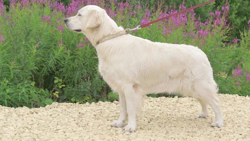Beautiful Golden Labrador Posing in Nice Field at Evening Stock Footage ...