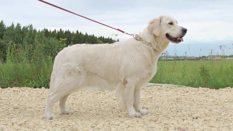 Beautiful Golden Labrador Posing in Nice Field at Evening Stock Footage ...