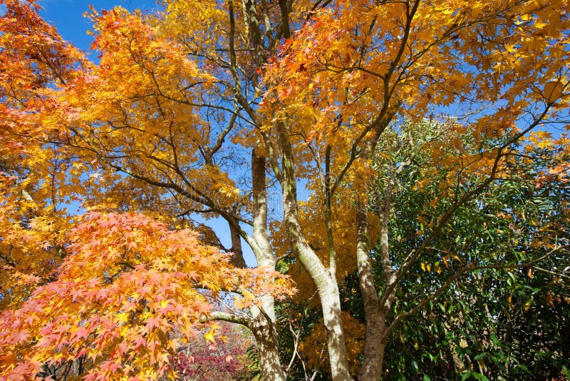 Beautiful Golden Maple Trees in Fall Stock Photo - Image of australia ...