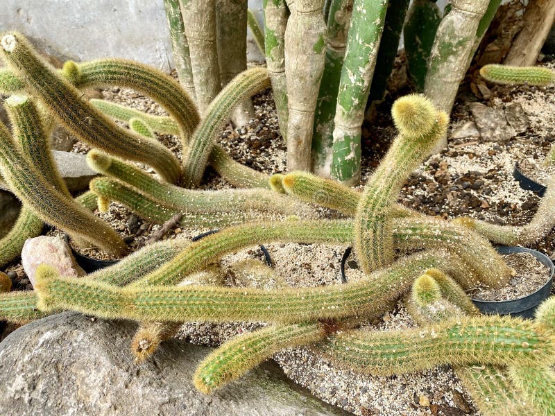 Golden Rat Tail Cactus in the Cactus Garden Stock Photo - Image of herb, leaf: 340114098