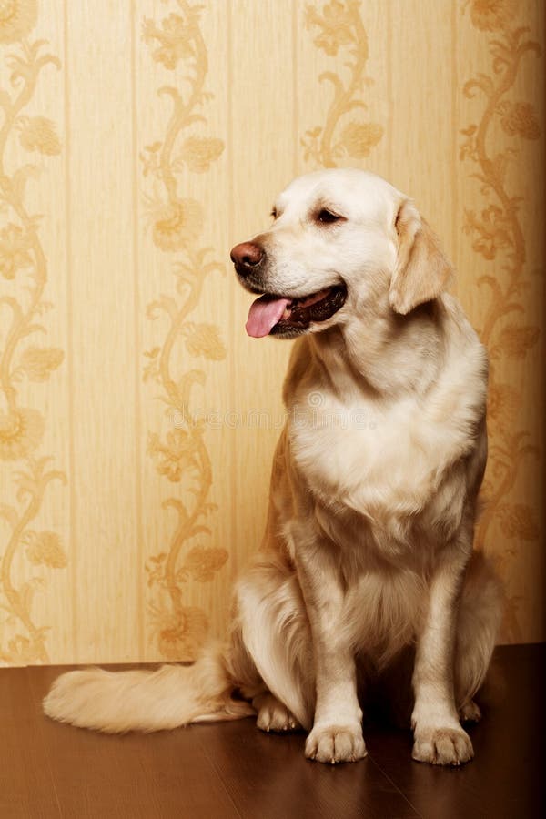 Beautiful golden retriever stock image. Image of cute - 10807719