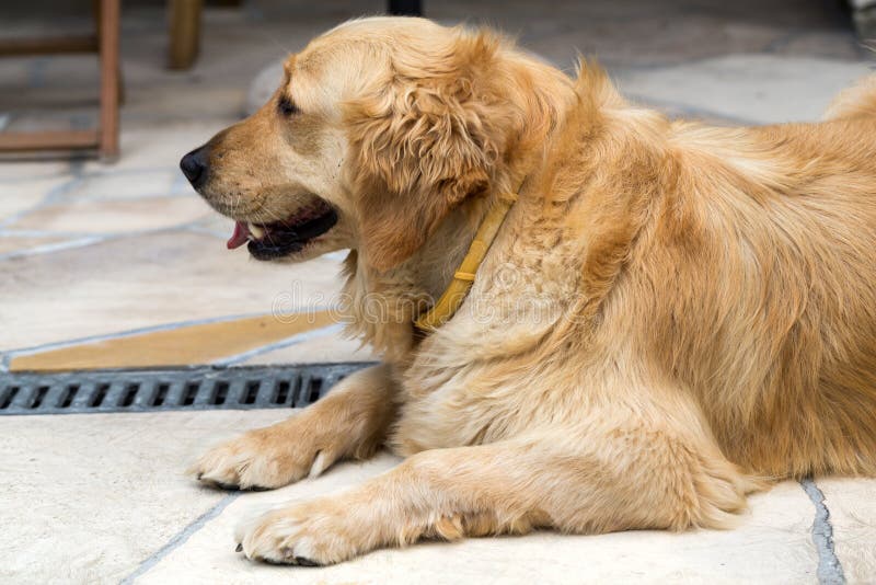 Beautiful golden retriever stock image. Image of breeder - 79561915